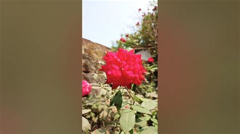 গোলাপ ফুলের গাছ Flowers শর্ট ভাইরাল ভিডিও প্লিজ সাবস্ক্রাইব Youtube
