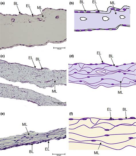 Amnion Histology