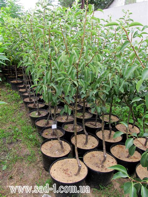 Саженцы груши Конкорд