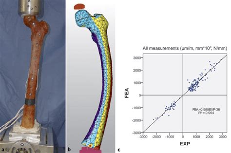 20 Principles Of Finite Elements Analysis Musculoskeletal Key