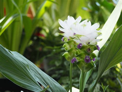 강황 터메릭약초 효능 간염 담석증 타박상 옹종종양이나 종기 한방 효능