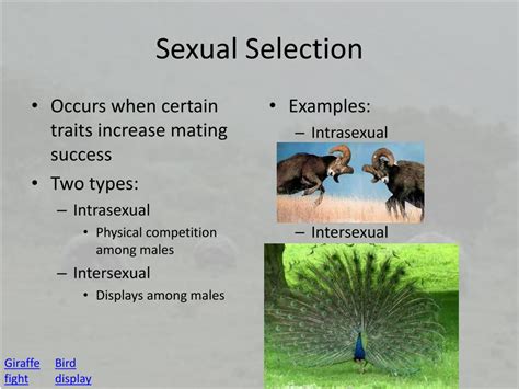 Ppt Evolution Powerpoint Presentation Free Download Id2119271