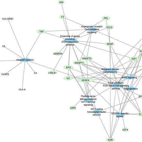 Force Directed Graph Of Drug Gene Interactions Node Size And Edges Are