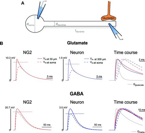 Comparison Of Dendritic Filtering Between Neuron And Ng2 Cell Models
