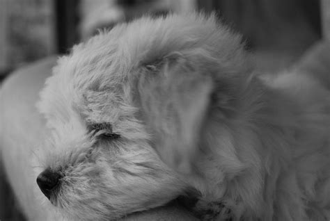 Milo By Angryfruit On Deviantart