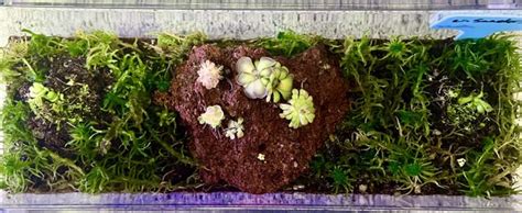 My Rock Garden Rsavagegarden