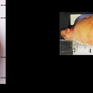 Experimental Protocol Download Scientific Diagram