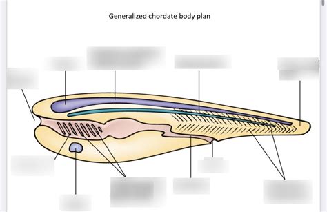 Generalized Chordate Body Plan Diagram Quizlet