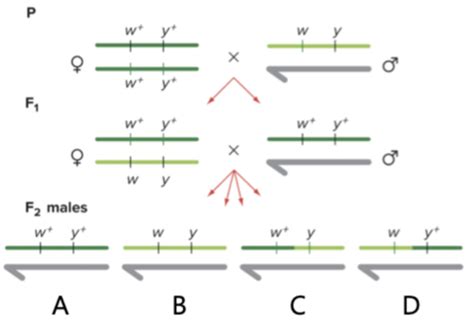 Genetics Exam 2 Flashcards Quizlet