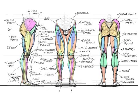 Upper Leg Anatomy Diagram Regions Of The Lower Limb Anatomy And