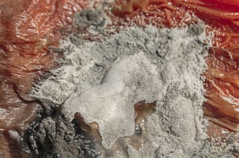Large White Gray Mold On Old Red Wrinkled Tomato Stock Image Image Of