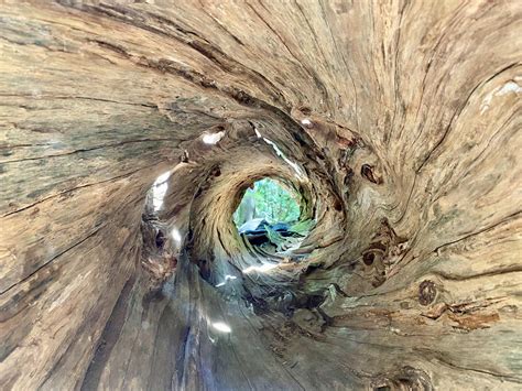 the inside of a hollow log r woahdude