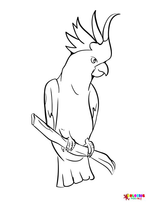 Cockatoo With Tree Branch Coloring Page Free Printable Coloring Pages