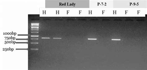 Pcr Amplification Showing Segregation Of Scar W11 With Papaya Sex Download Scientific Diagram
