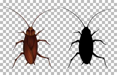 Cockroach Vector Art Icons And Graphics For Free Download