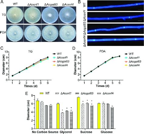 Colony Morphology And Diameters Between The Wild Type Wt And Ampk