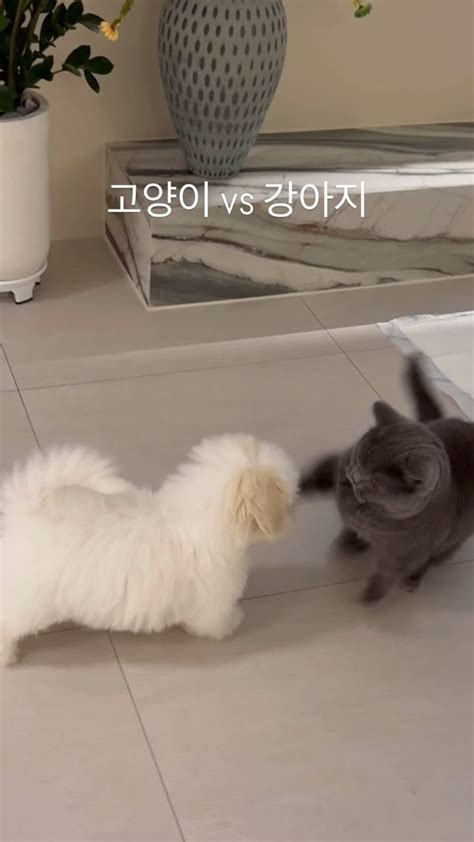 윤블리맘 대표 이지선 💇🏻‍♀️ 잘가라… 임오덜 저 단발나라 로 입성… 하였습니다… 이러다 질리면 또 긴머리로 붙히면 되…겠죠… Ps 이미 자른머리
