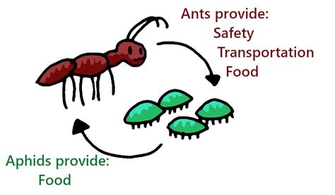 Mutualism — Definition And Examples Expii