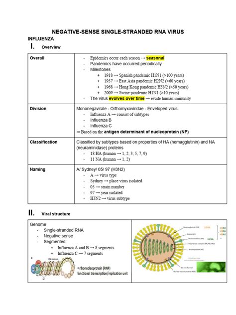 Negative Sense Single Stranded Dna Virus Download Free Pdf Virus