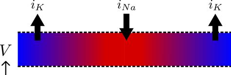 The Hodgkin Huxley Model Of Nerve Action Potential LibCellML Latest