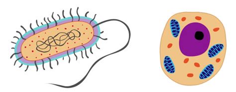 IB MYP Biology Cells Structure And Function Practice Question IBDP MYP AP IGCSE A Level