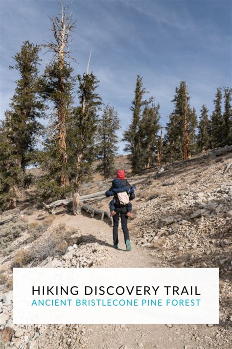 Hiking The Discovery Trail At The Ancient Bristlecone Pine Forest