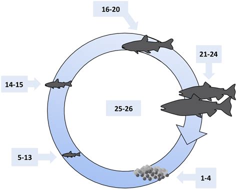 Examples Of Ecological Nonlinearities And Thresholds That Influence Download Scientific Diagram