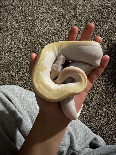 Super Fire Ball Python Rballpython
