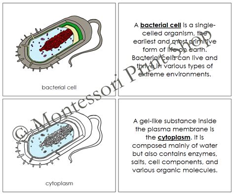 Parts Of A Bacterial Cell Book Montessori Nomenclature Made By Teachers