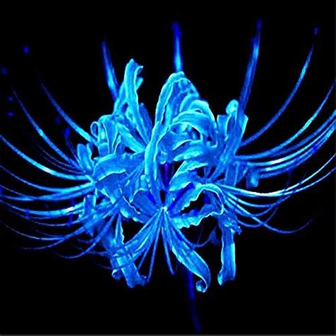 Buy Novakie Blue Lycoris Lily Spider Lily Surprise Lily Naked Lady Lily Resurrection Lily August