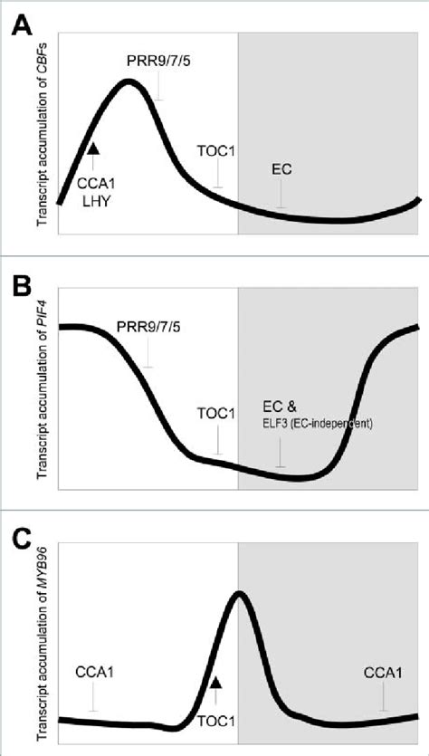 Circadian Gating Of Environmental Sensitivity Core Clock Components