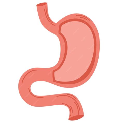 인간의 위 건강 관리 의료 센터 수술 병원 클리닉 진단 로고 내부 장기 기호 포스터 디자인 컷에서 위장 해부학의 벡터 고립 된