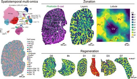 Lista Liver Spatio Temporal Atlas