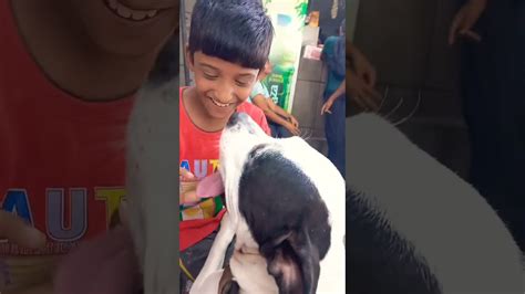 The Seed Potato Classification Scheme PetsBlogLive