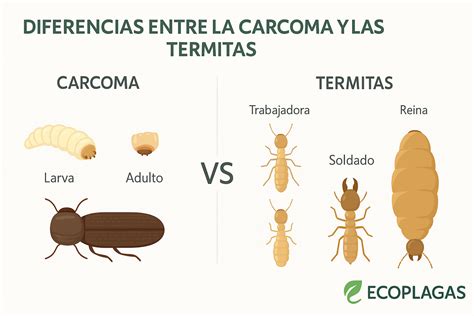 ¿termita Carcoma O Polilla De La Madera Aprende A Diferenciarlas Y Protege Tu Hogar