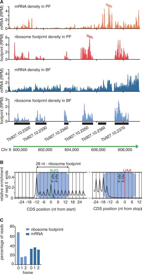 Ribosome Footprints Reveal Coding Sequences At Sub Codon Resolution Download Scientific
