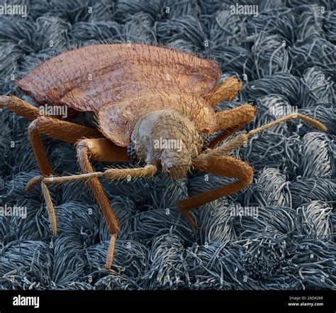 Bed Bugs Cimex Lectularius Coloured Scanning Electron Micrograph This Wingless Parasitic