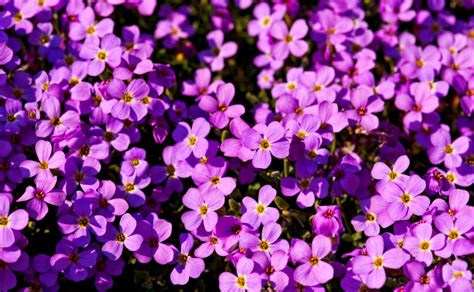 Download Captivating Purple Flowers Background