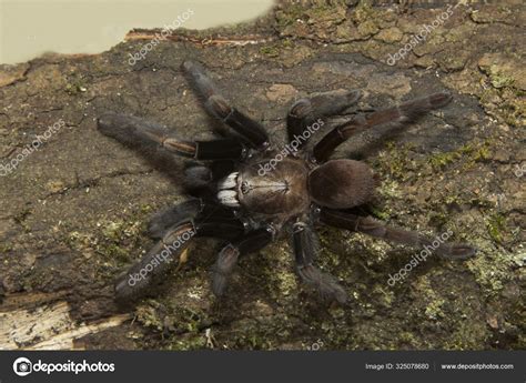 Parambikulam Large Burrowing Spider Thrigmopoeus Kayi Theraphosidae