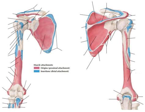 Origin And Insertion Of Muscles In Humerus Scapula Clavicle Diagram Quizlet