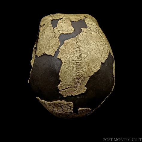 Shanidar 1 Neanderthal Skull Replica Human Evolution Fossil