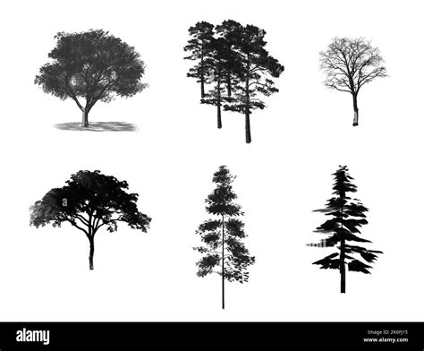 Forest Trees Drawing