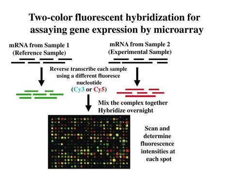 Ppt Analysis Of Microarray Genomic Data Of Breast Cancer Patients Powerpoint Presentation Id
