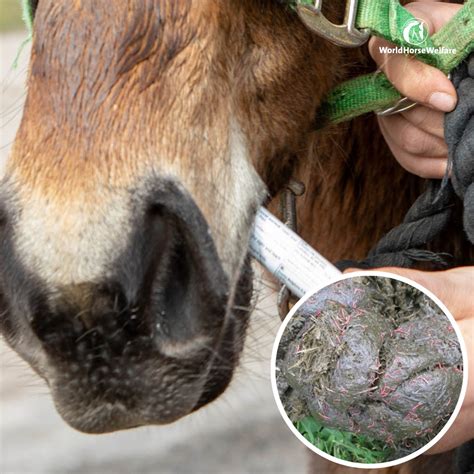 World Have You Heard Of Small Red Worm Cyathostomins They Are Among The Most Common