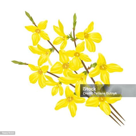 흰색 배경에 고립 된 노란색 꽃과 나뭇 가지의 꽃다발 피는 포시티아 만화 간단한 플랫 스타일의 벡터 꽃 그림입니다 개나리에 대한 스톡 벡터 아트 및 기타 이미지 Istock
