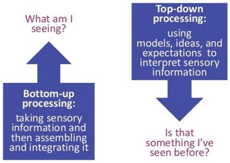 Bottom Up Processing Vs Top Down Processing