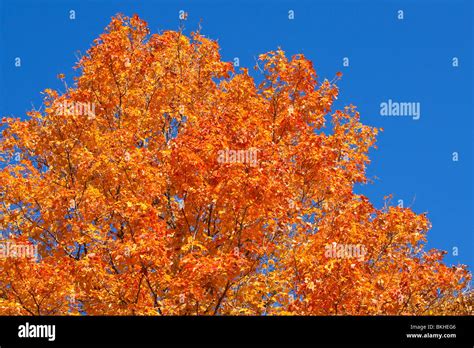 An Isolated Shot Of A Vibrant Tree Full Of Orange And Red Color In The Autumn Ontario Canada