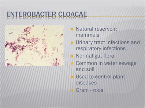 Ppt Bacteria Powerpoint Presentation Free Download Id2269505