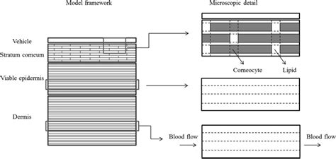 Overview Of The Modelling Framework Download Scientific Diagram