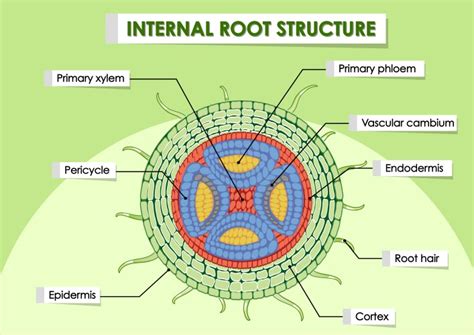 Internal Structure Of Root Diagram Royalty Free Vector Image